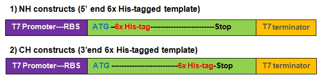 pBIVT Vector Set-1 from Bioneer