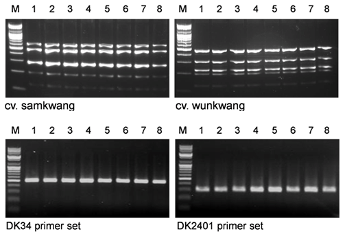 ExiProgen™ Rice Genomic DNA Kit from Bioneer ExiProgen™ Rice Genomic DNA Kit from Bioneer