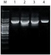 Rapid purification of all DNA from fresh or frozen stool sample ...