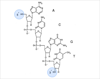 Oligonucleotide Structure Oligonucleotide Structure